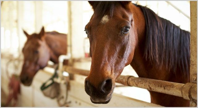 Stepp Stables- Camp Pendleton